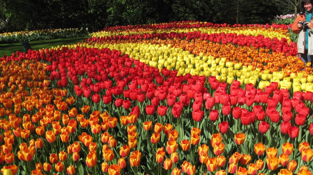 Wisata Ladang Bunga Terindah Luar Negeri yang Menakjubkan | LUASMEDIACOM